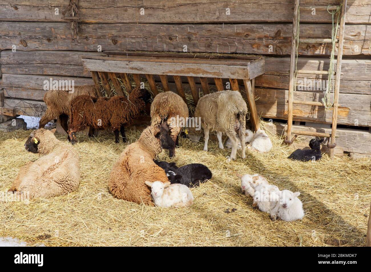 Sheep family in a barn Stock Photo - Alamy