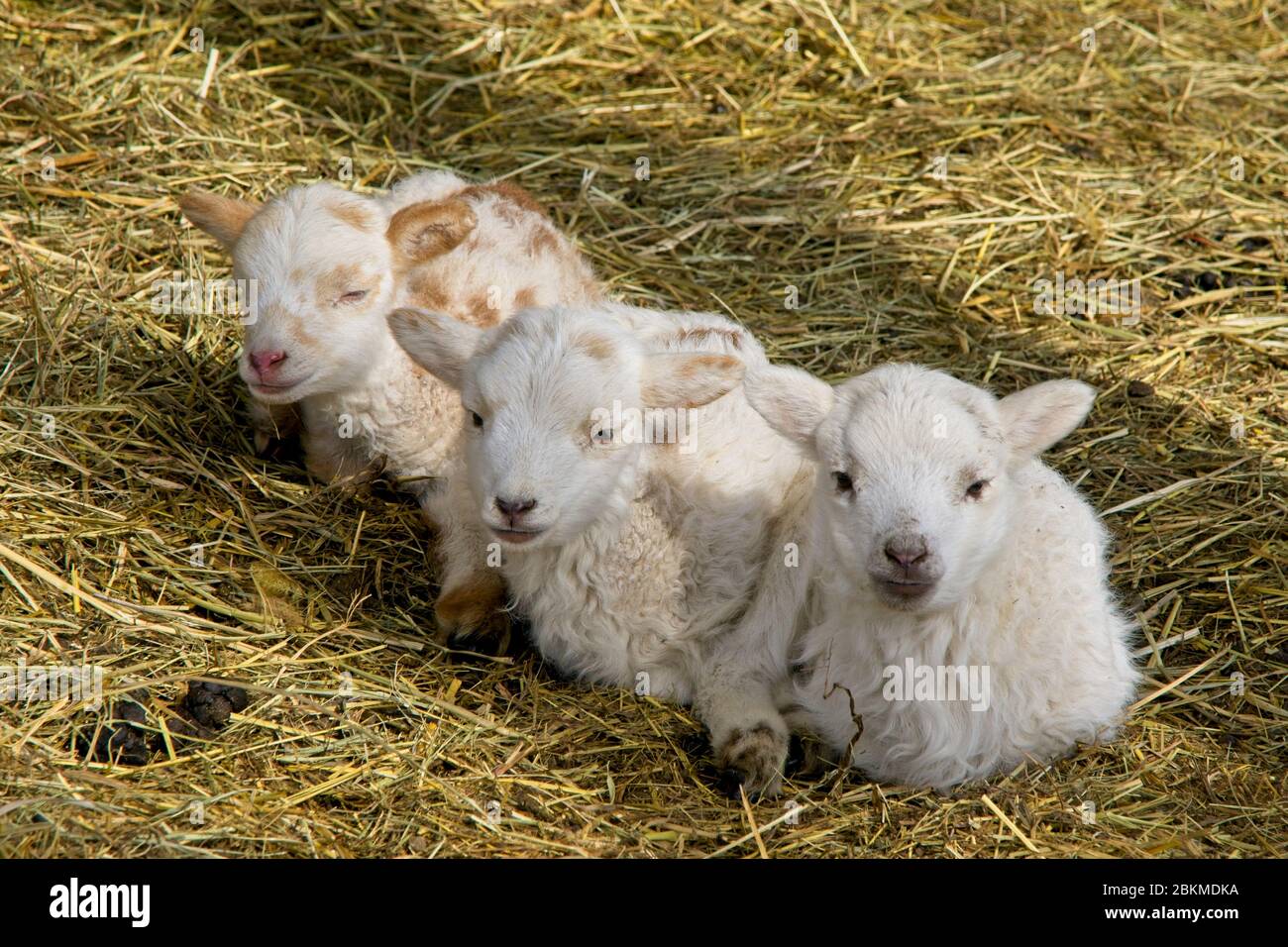 Three lambs lying in barn Stock Photo - Alamy