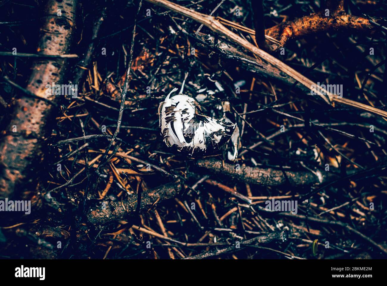 Wild snail shell charred ashes after wildfire. Forest ground after a ...