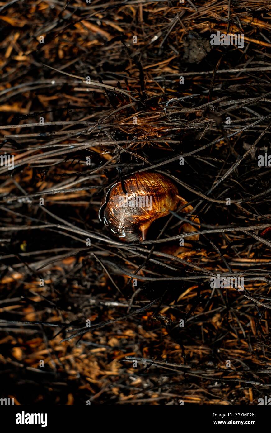 Wild snail shell charred ashes after wildfire. Forest ground after a ...