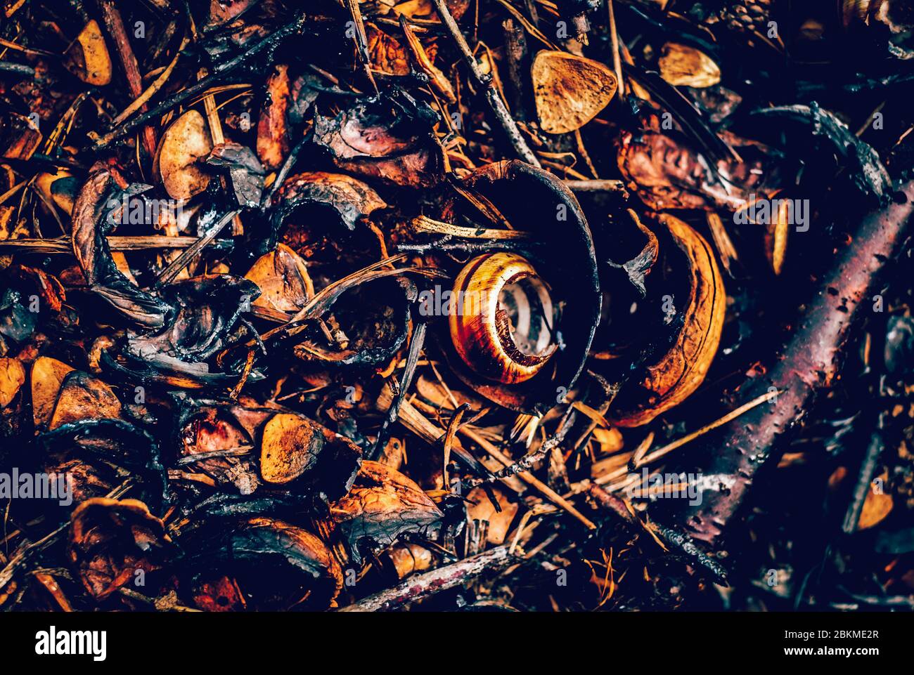 Wild snail shell charred ashes after wildfire. Forest ground after a ...