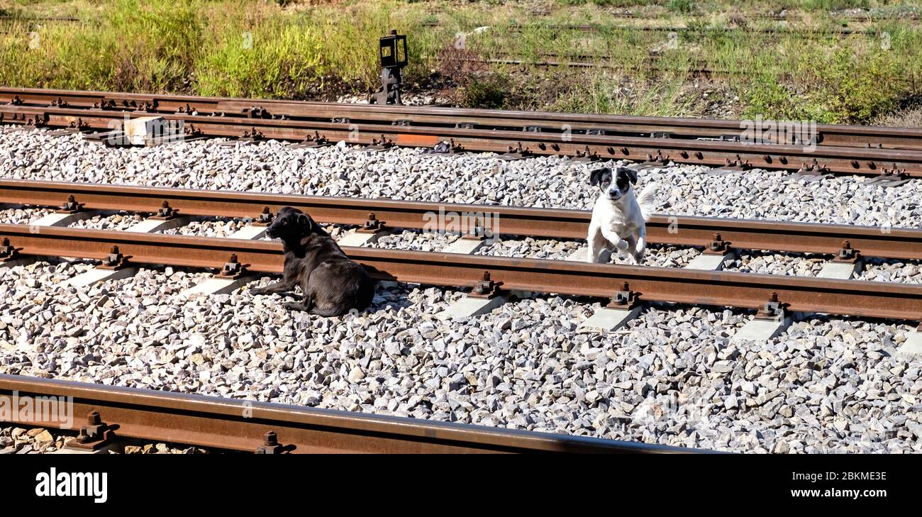 Kid animal tracks hi-res stock photography and images - Alamy