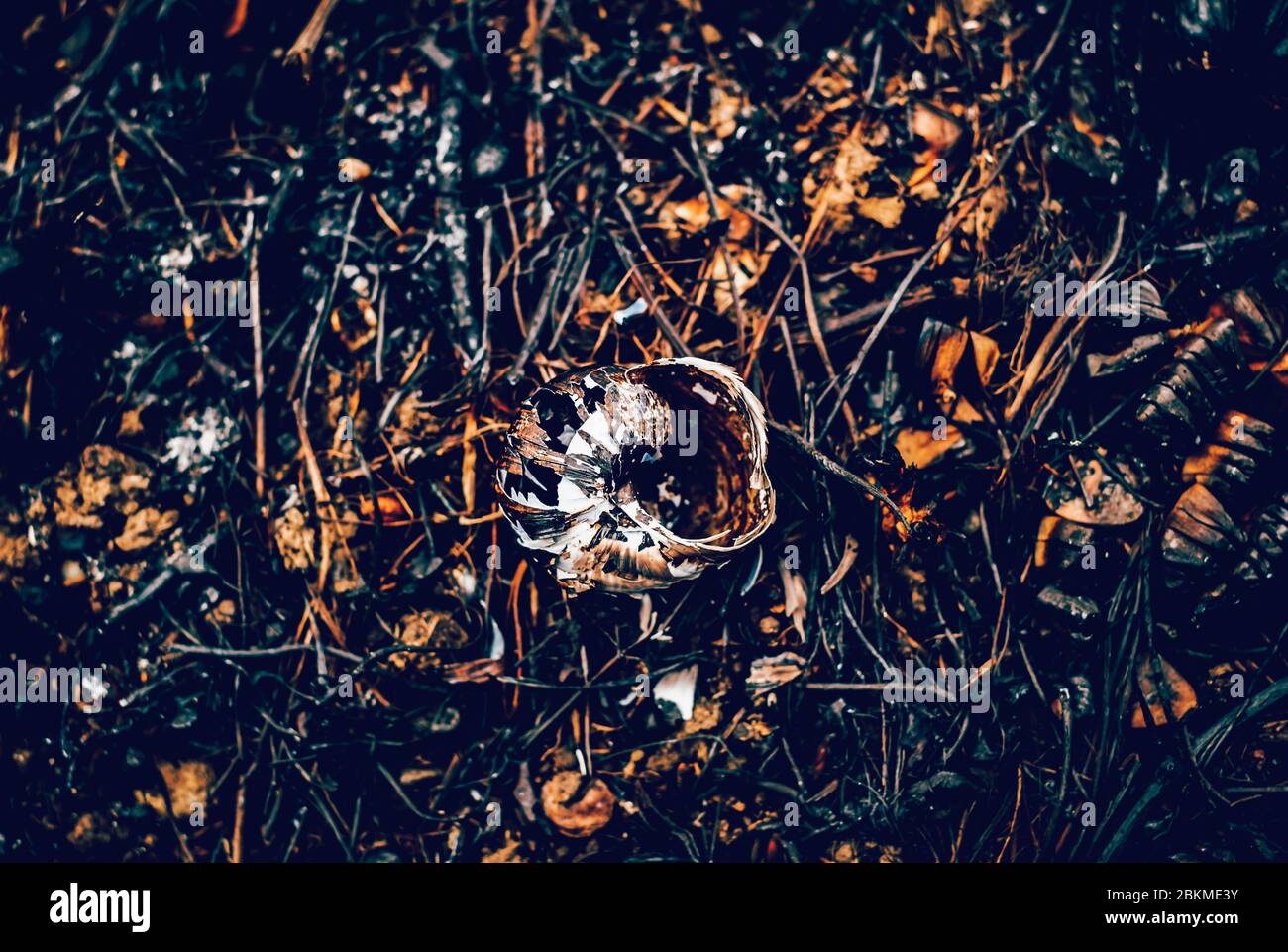 Wild snail shell charred ashes after wildfire. Forest ground after a ...