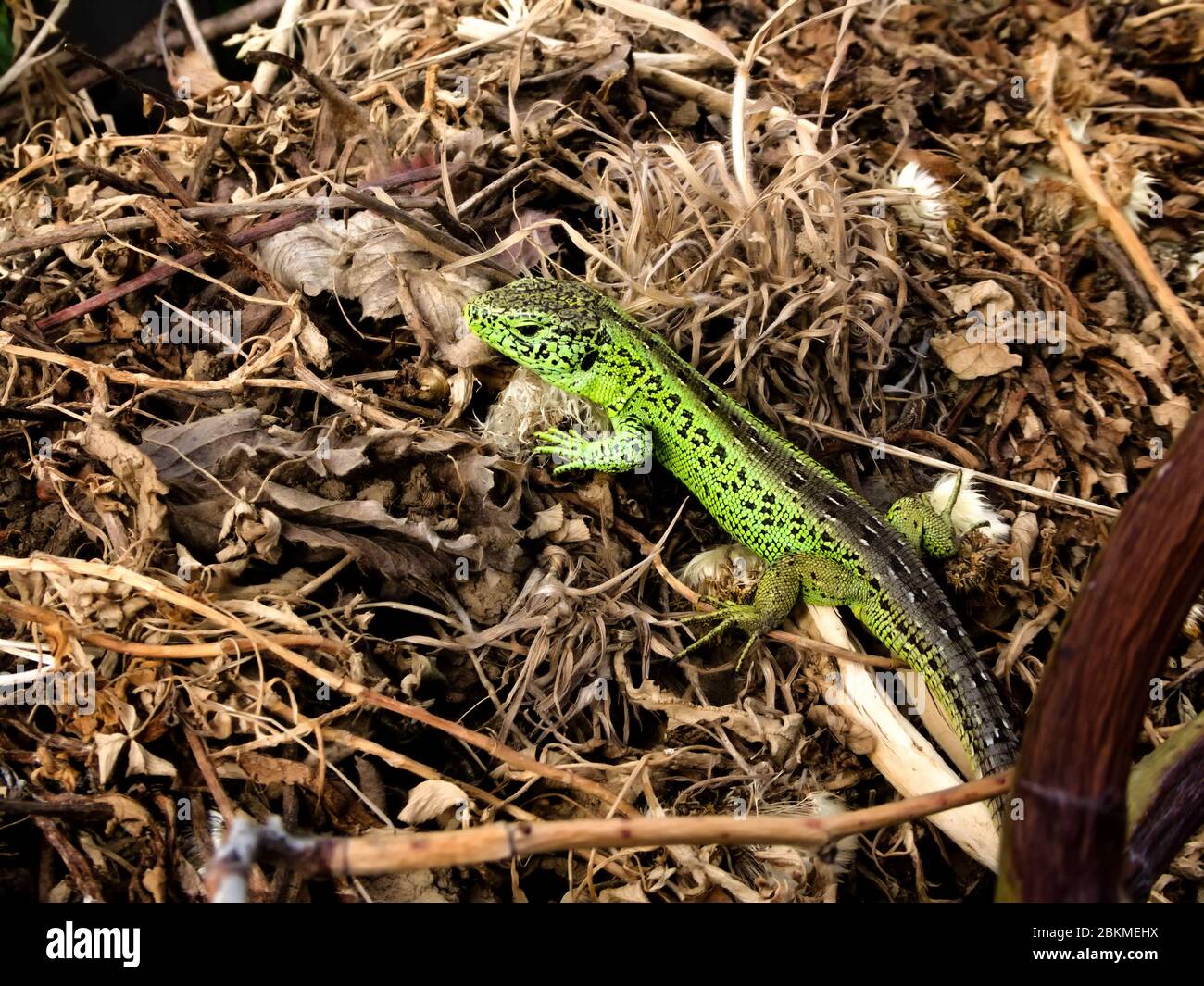 Sand lizard male hi-res stock photography and images - Alamy