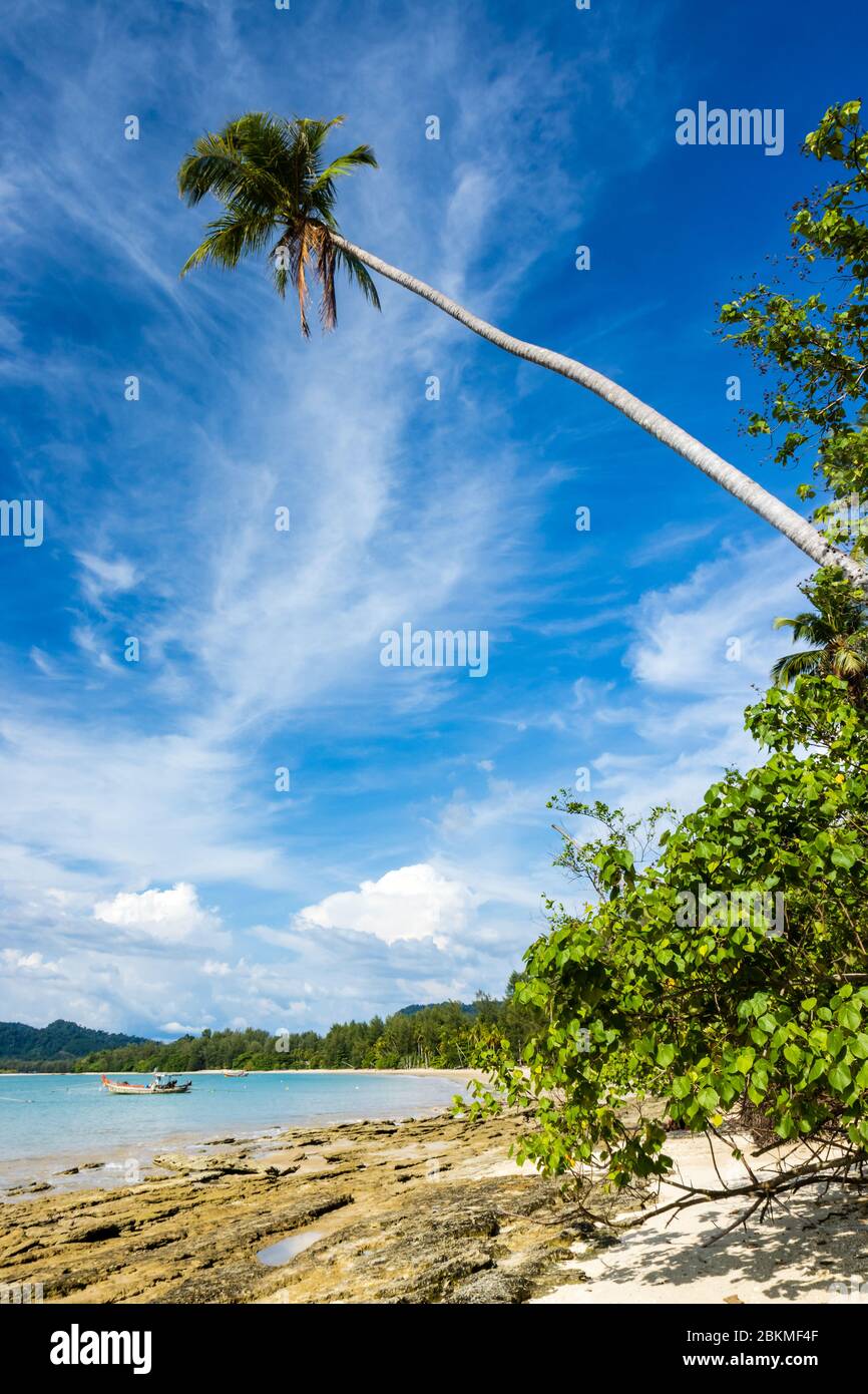 An empty, beautiful tropical beach lined with palm trees and lush green ...