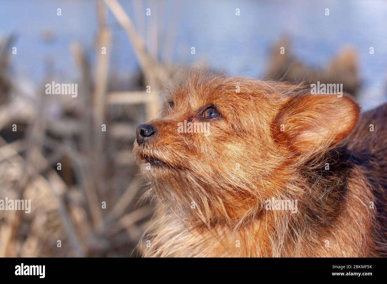 Long disheveled hi-res stock photography and images - Alamy