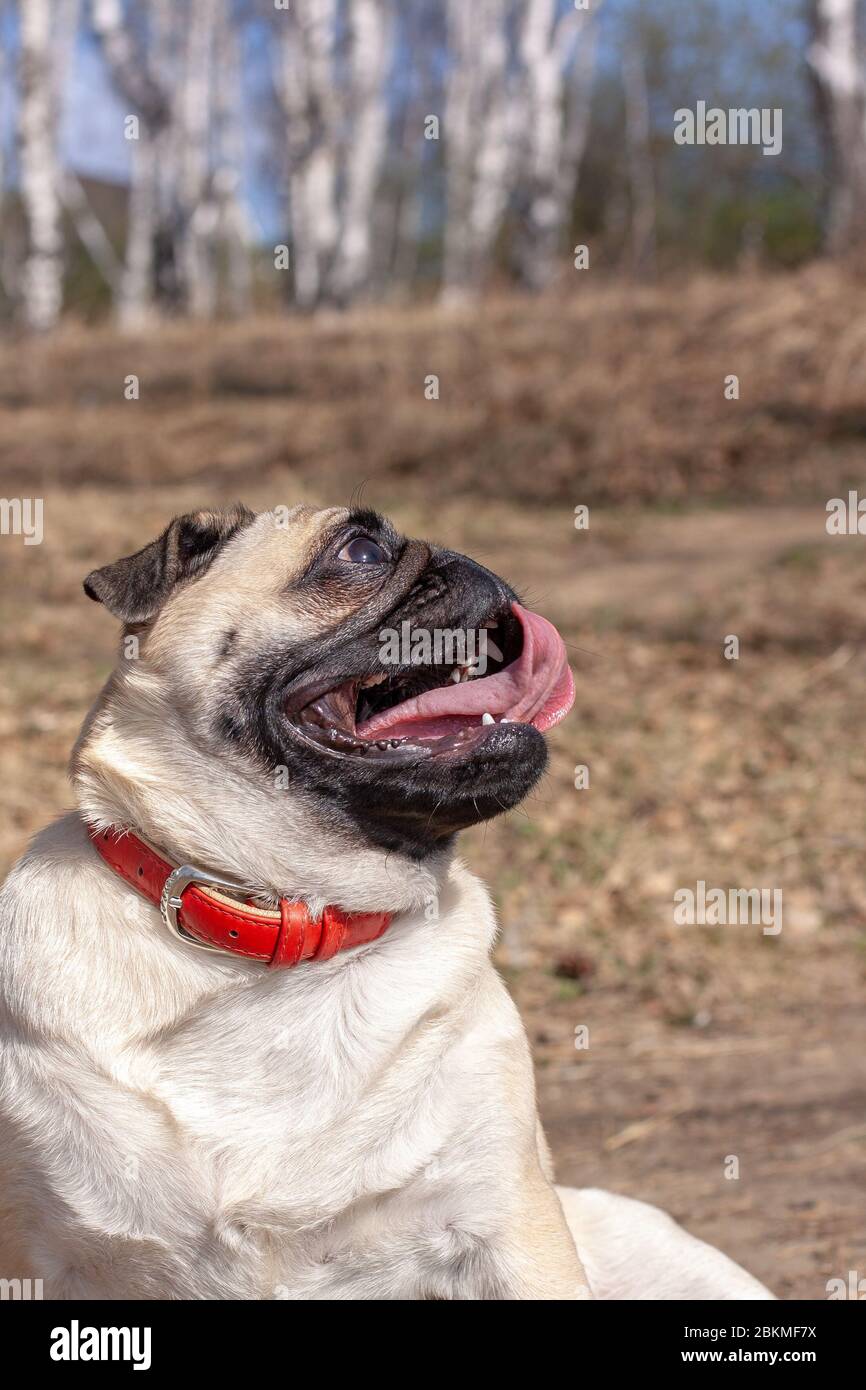 Funny pug face with sticking out tongue against the background of a ...