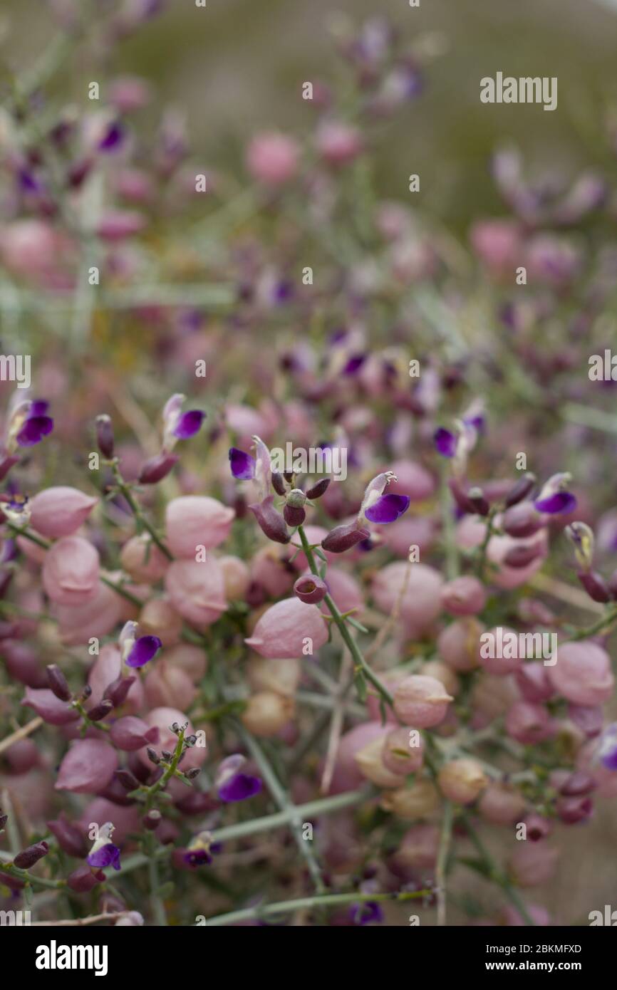 Sage tree hi-res stock photography and images - Alamy