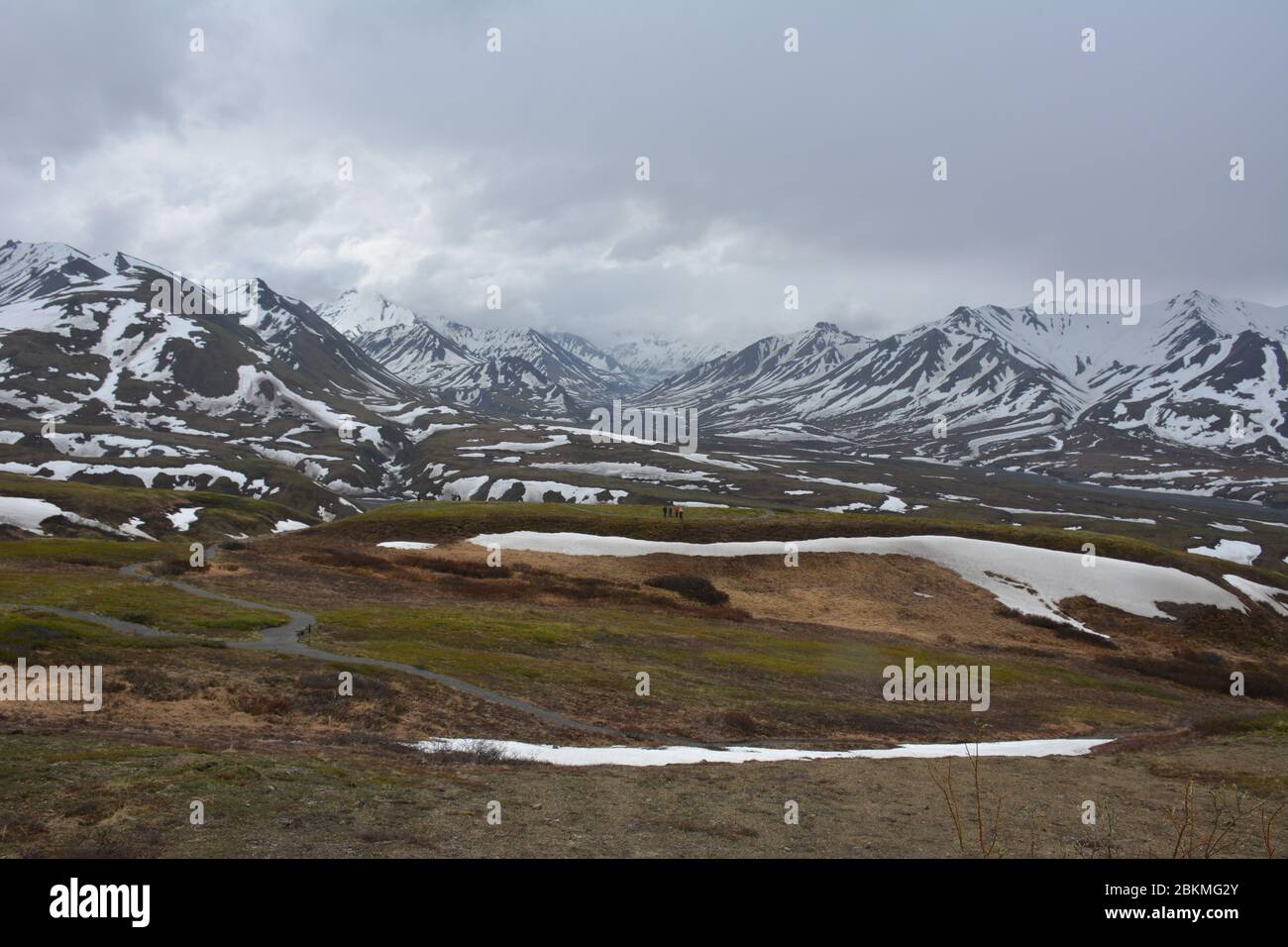 Tundra wilderness tour denali national park hi-res stock photography ...