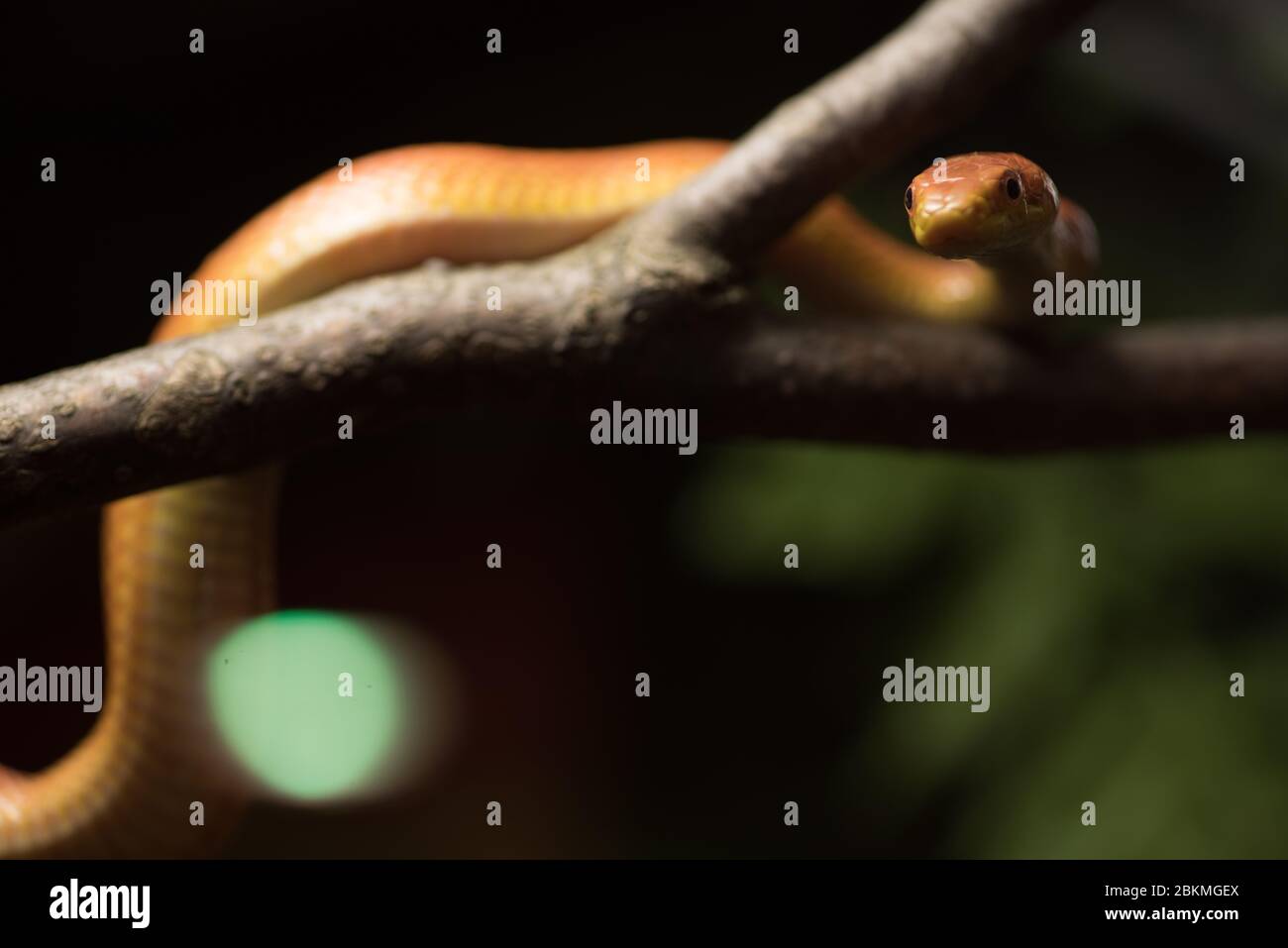 Corn snake with orange skin on nature background, selective focus ...
