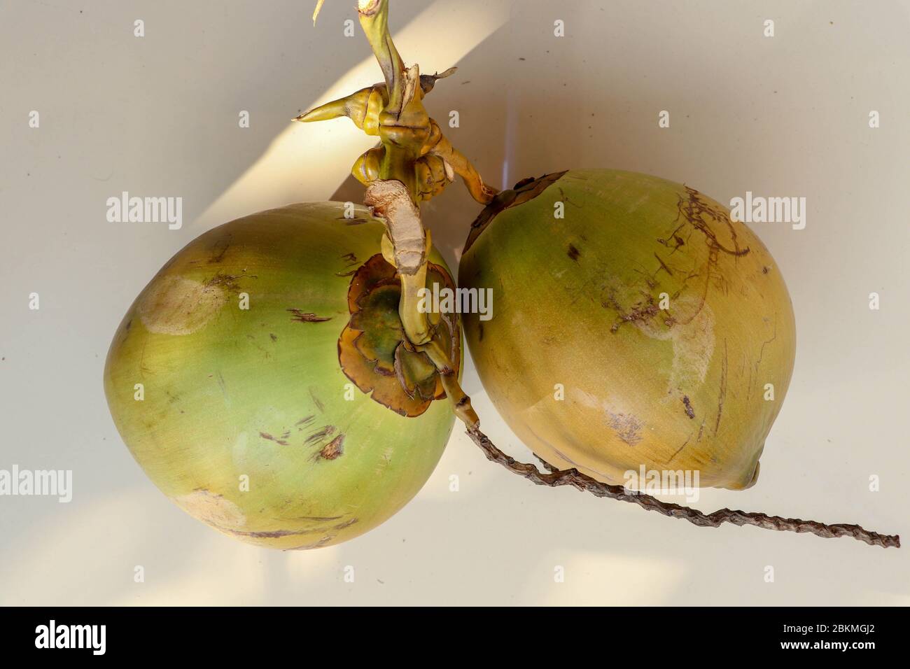 Side view two whole coconut. Couple exotic tropical fruit. Fresh young ...