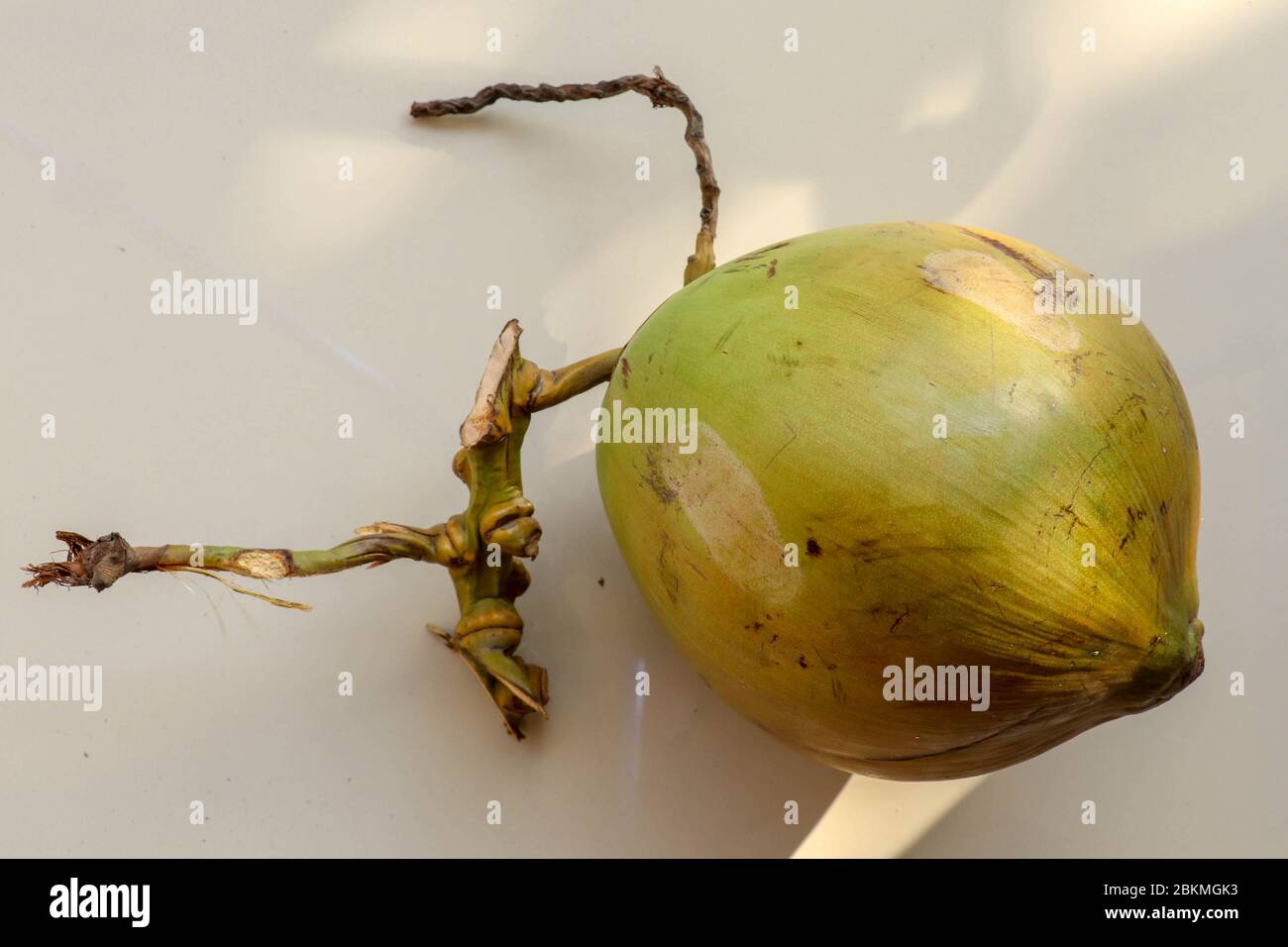 Side view single whole coconut. One exotic tropical fruit. Fresh young ...