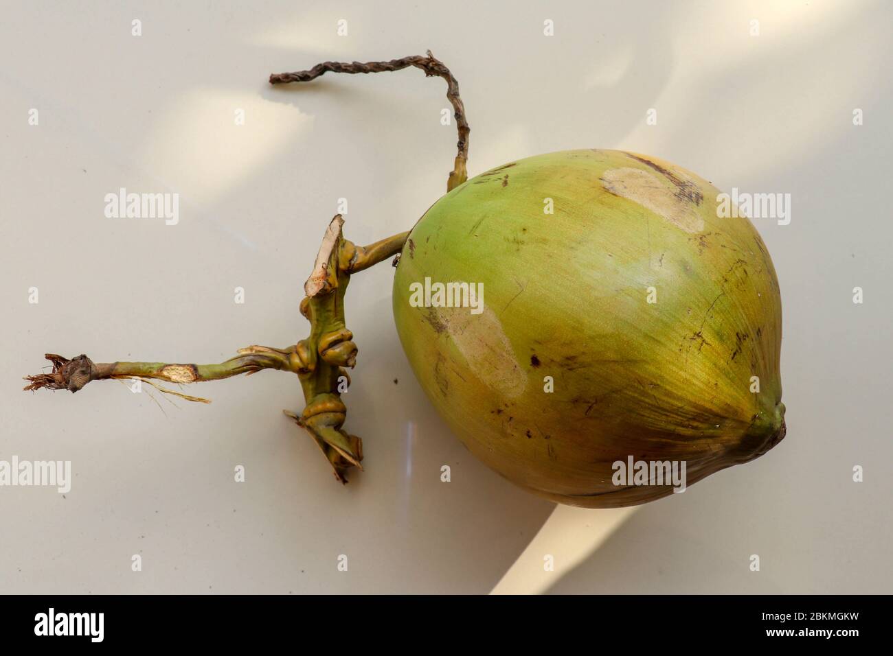 Side view single whole coconut. One exotic tropical fruit. Fresh young ...