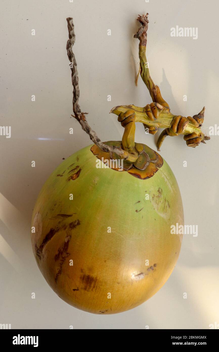 Side view single whole coconut. One exotic tropical fruit. Fresh young ...