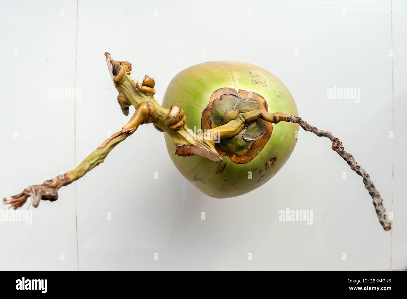 Top view single whole coconut. One exotic tropical fruit. Fresh young ...