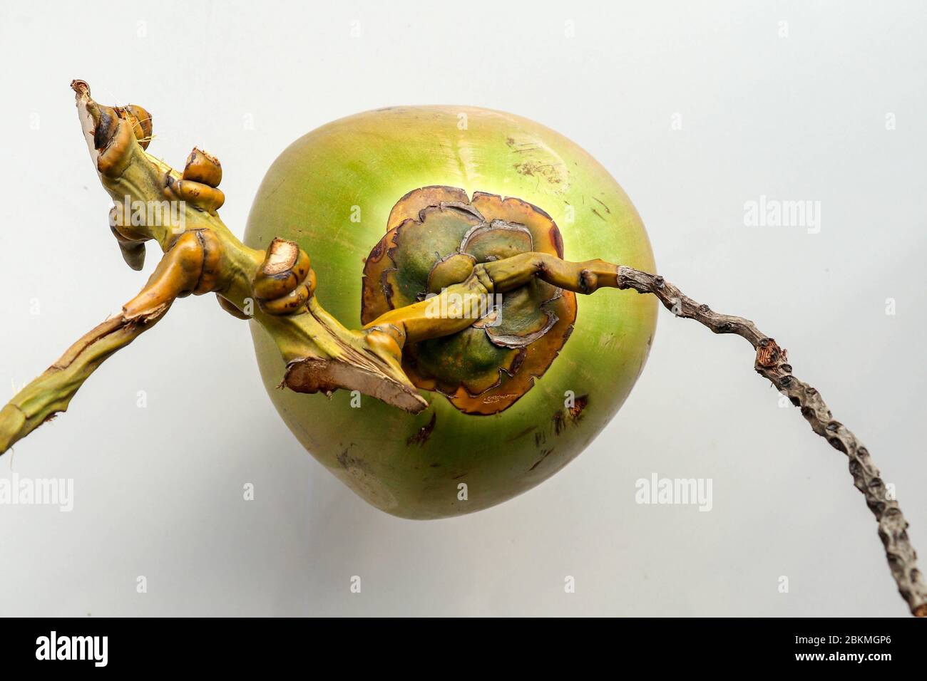 Top view single whole coconut. One exotic tropical fruit. Fresh young ...