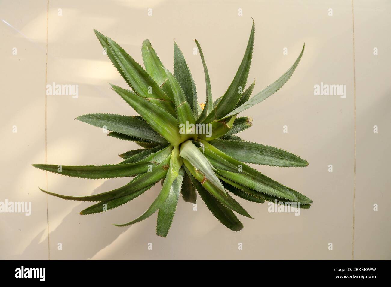 Top view single whole pineapple tropical fruit or ananas isolated on ...