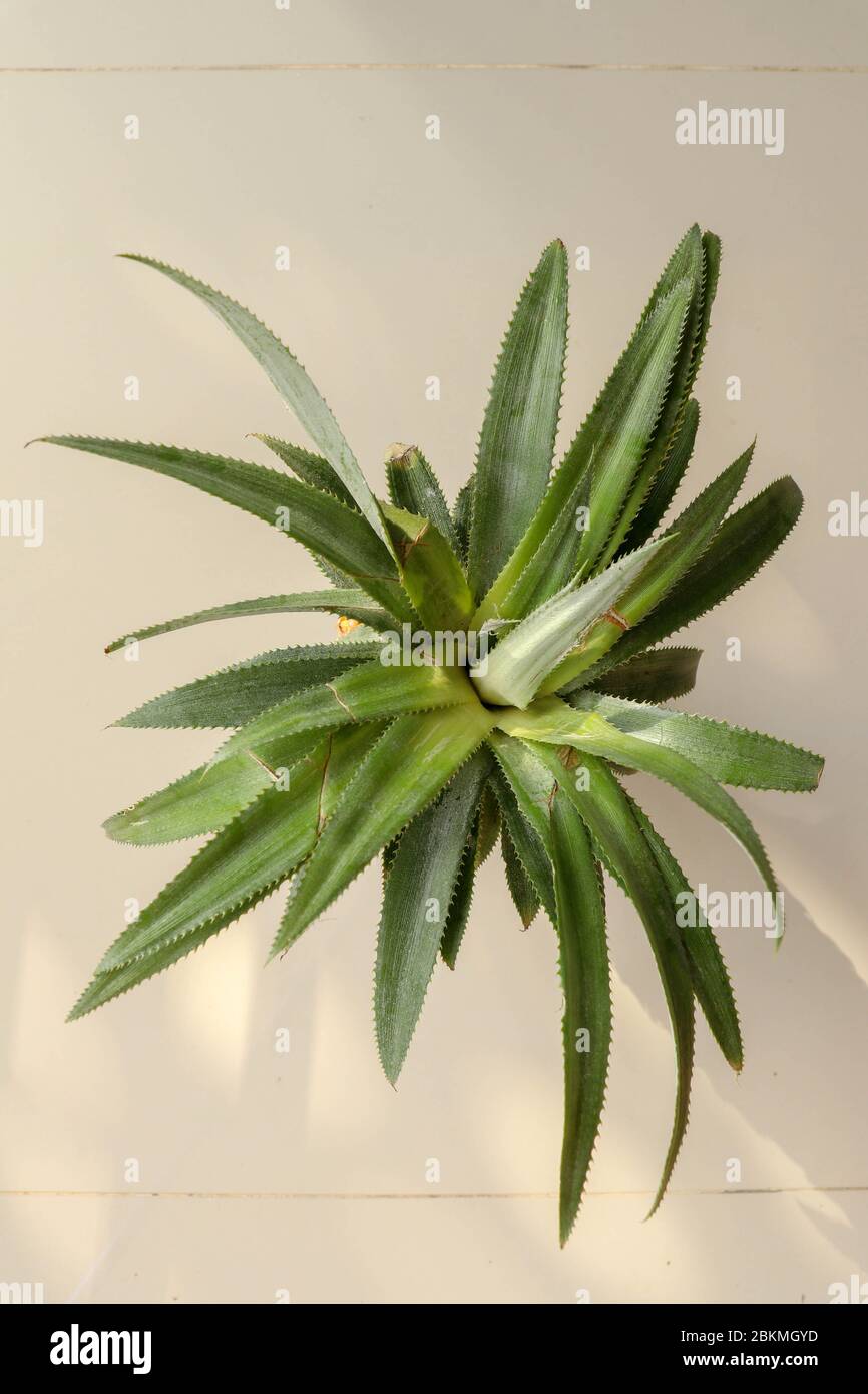 Top view single whole pineapple tropical fruit or ananas isolated on ...