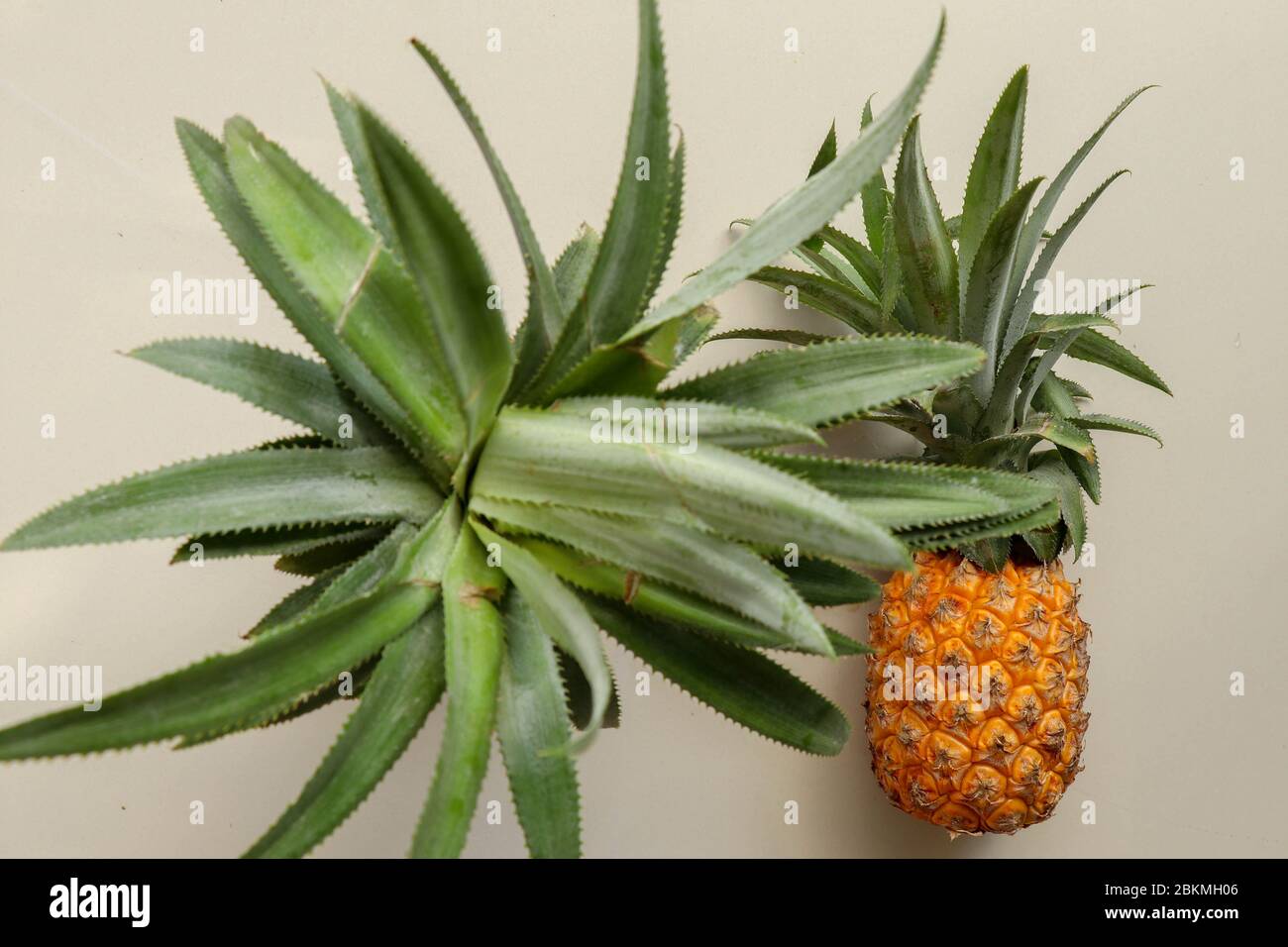 Couple whole pineapple tropical fruit or ananas isolated on white ...
