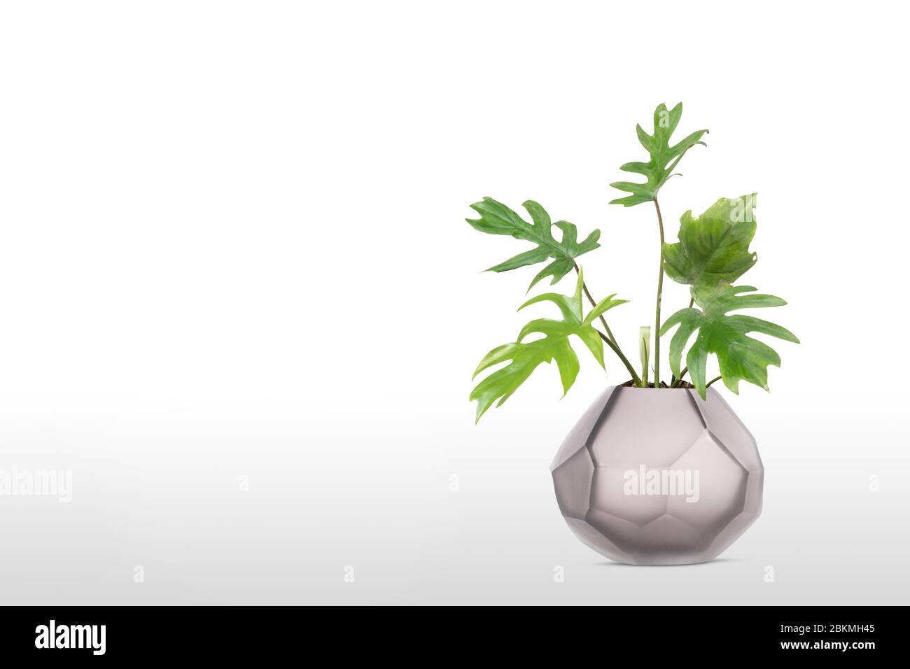 Adam's Rib Plant flowerpot vase isolated on white background Stock ...