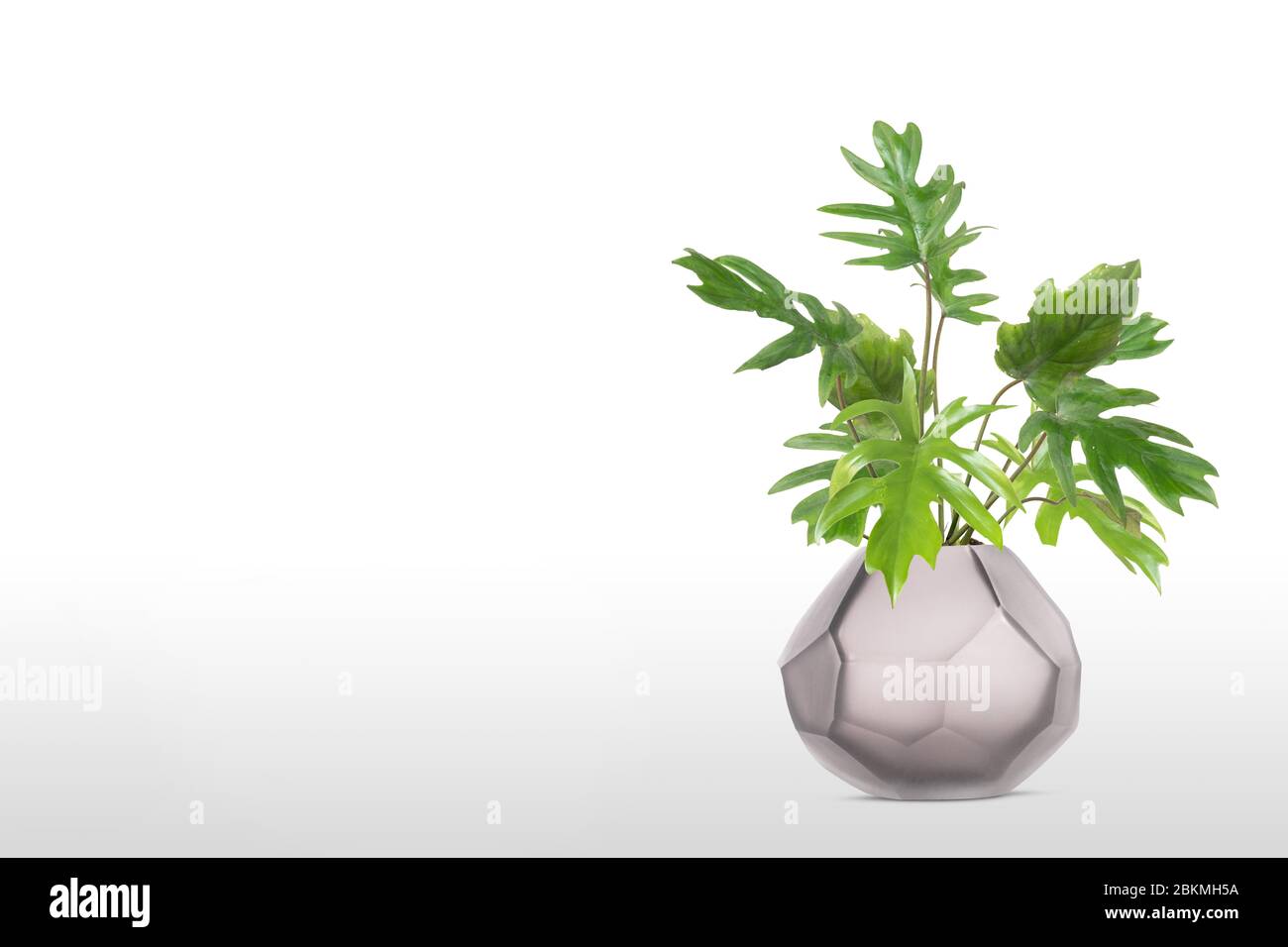 Adam's Rib Plant flowerpot vase isolated on white background Stock ...