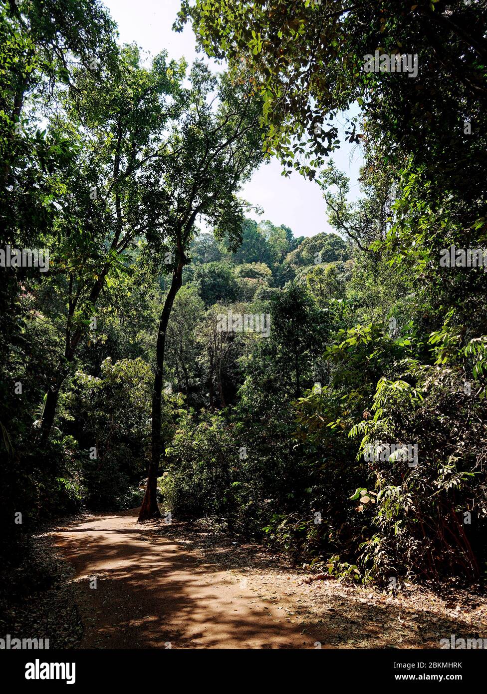 Yana forest hi-res stock photography and images - Alamy