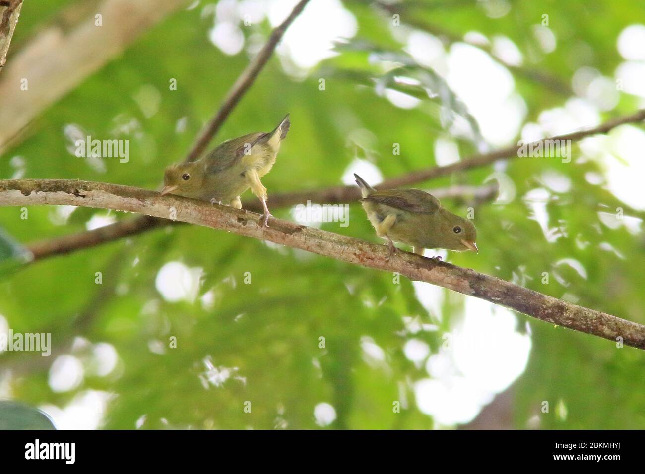 Red capped manakin display hi-res stock photography and images - Alamy