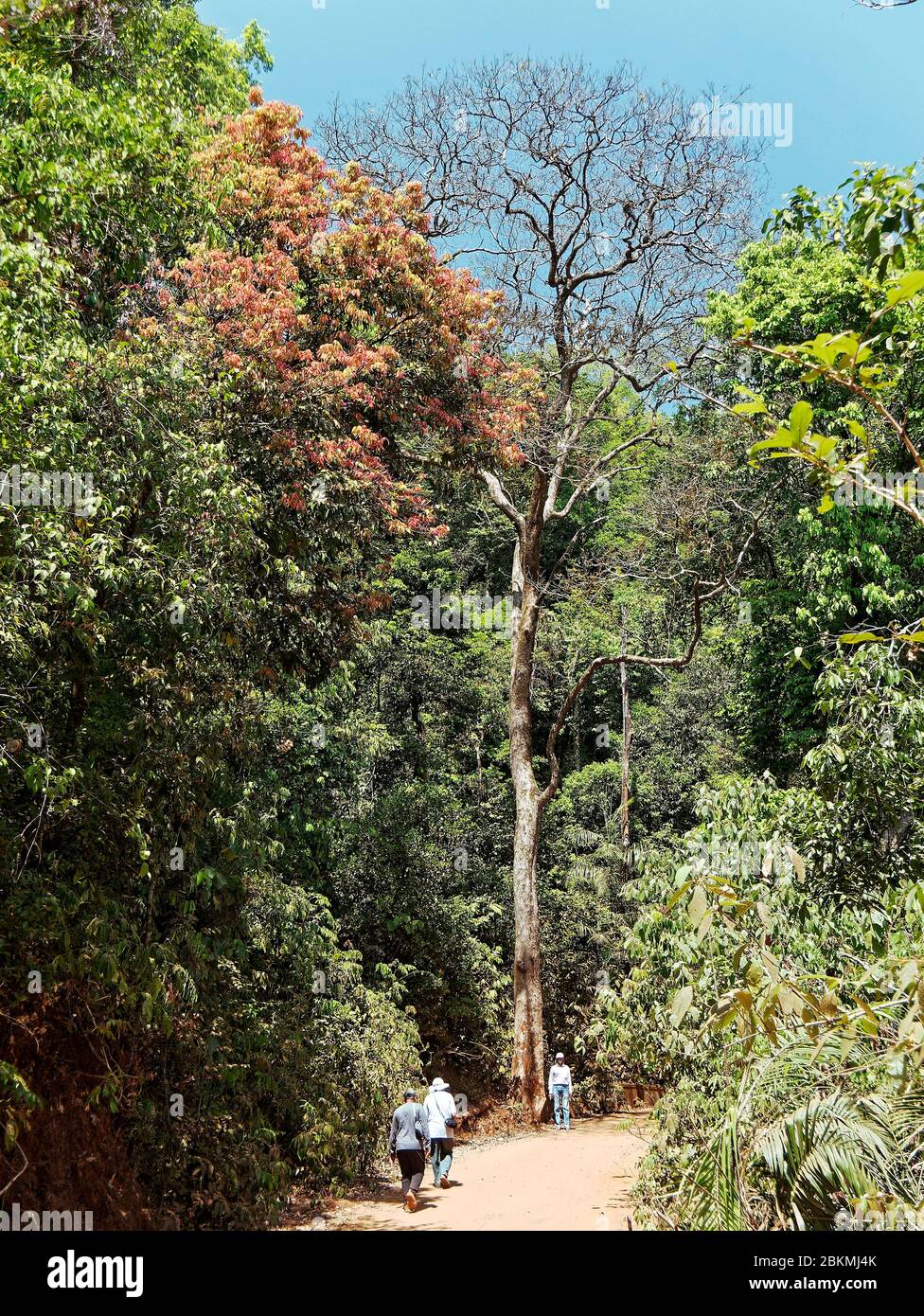 Gigantic tree hi-res stock photography and images - Alamy