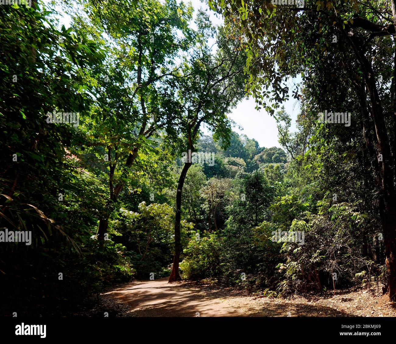 Yana forest hi-res stock photography and images - Alamy