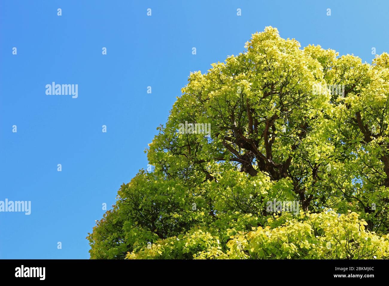 A large tree with many fresh green leaves standing under the clear ...