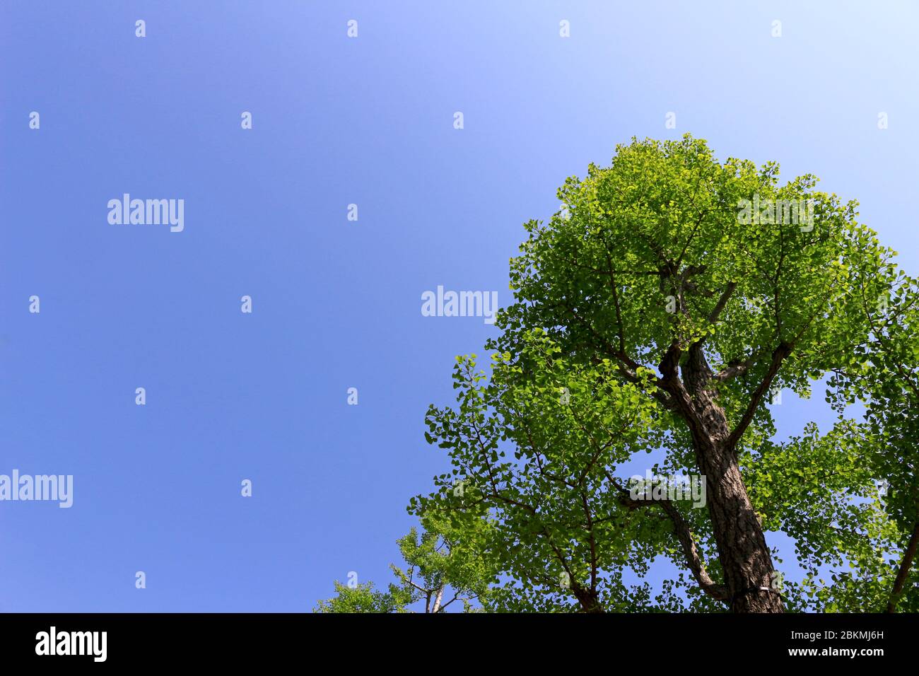 A large tree with many fresh green leaves standing under the clear ...