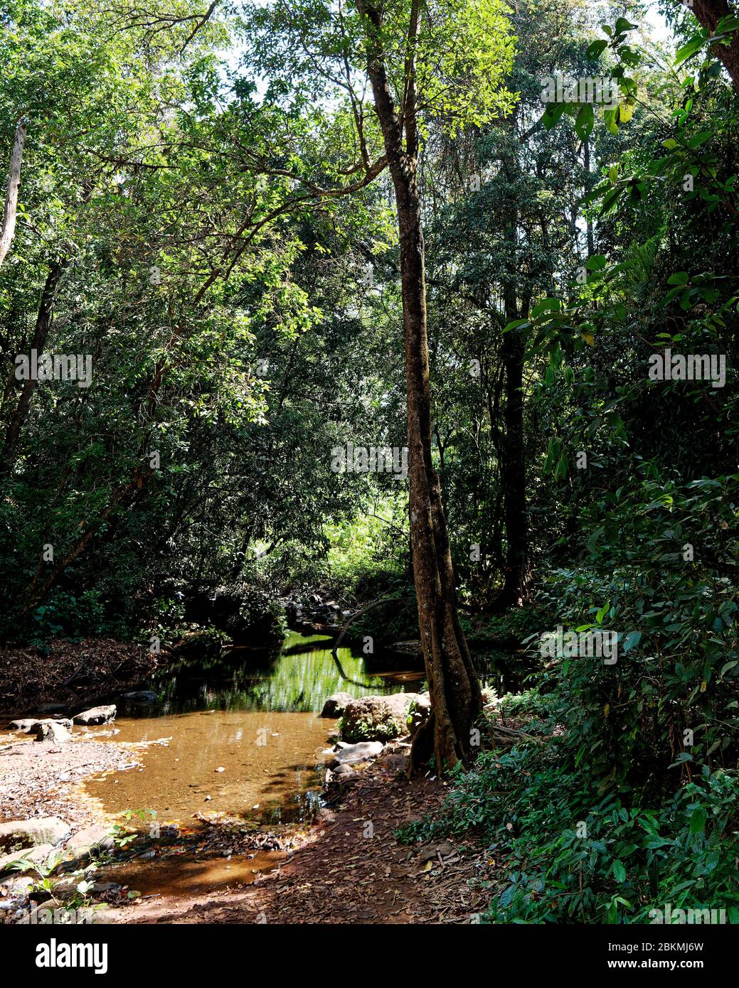 Yana forest hi-res stock photography and images - Alamy