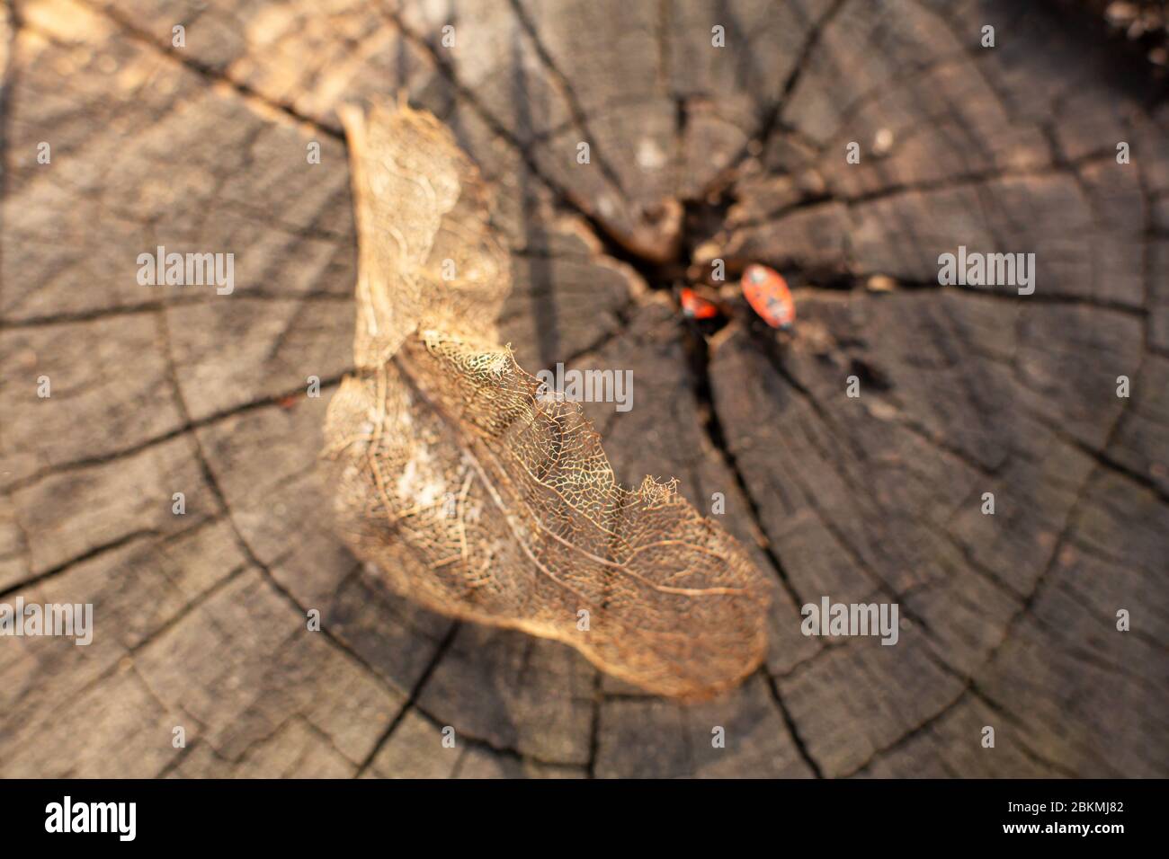 Dry skeletonized leaf on a stump close up Stock Photo - Alamy