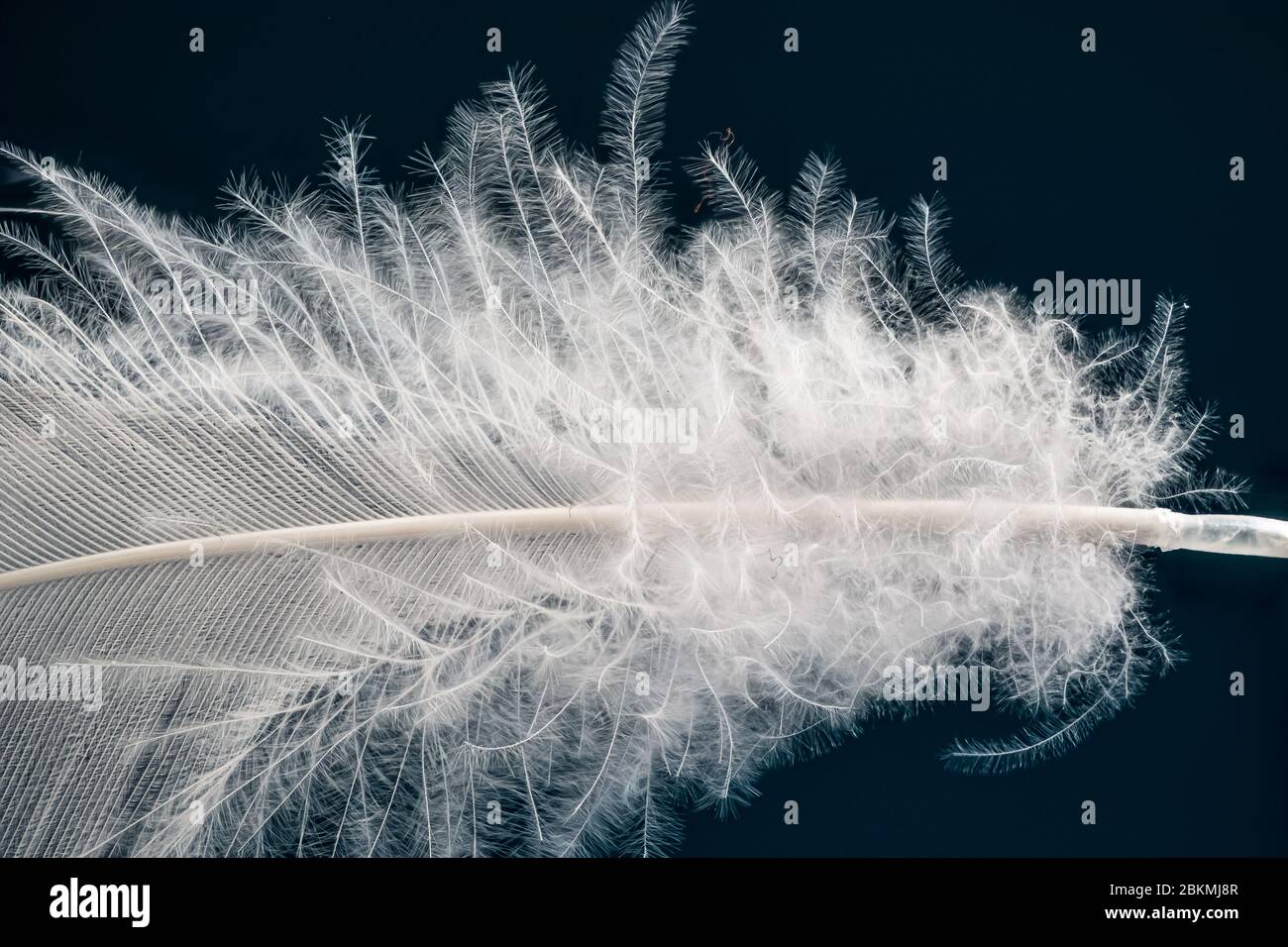 Single white Pekin Duck feather - also known as Long Island or ...