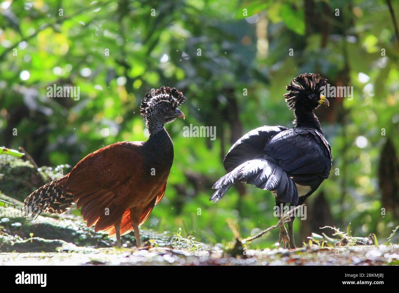 Female and male Great Curassows (Crax rubra) in rainforest. La Selva ...