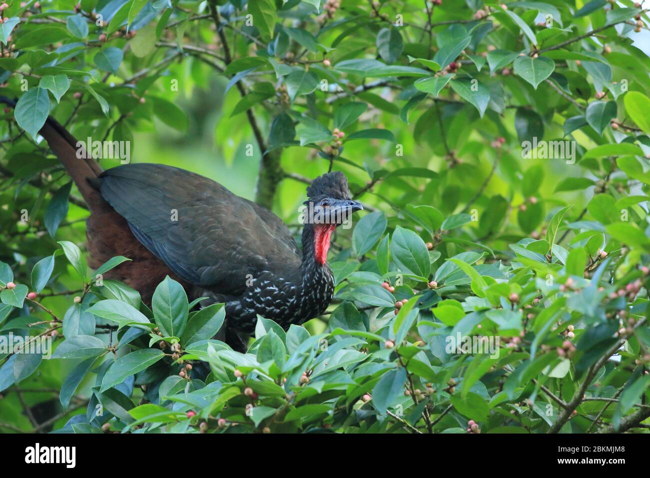 Crested Guan (Penelope purpurascens). Lowland rainforest, La Selva ...