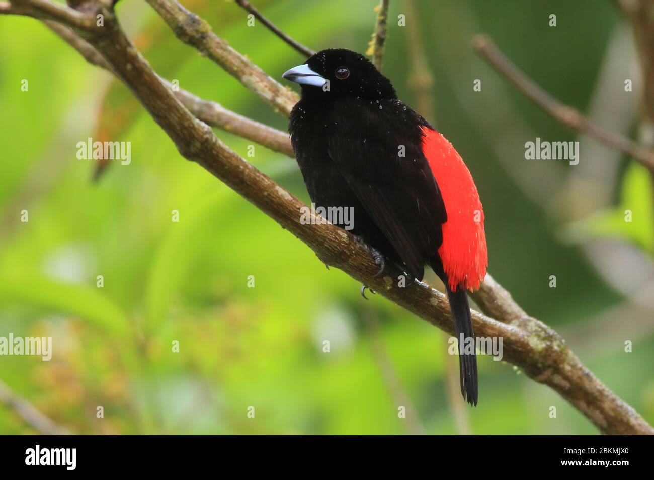 Scarlet-rumped tanager (Ramphocelus passerinii). Previously named ...