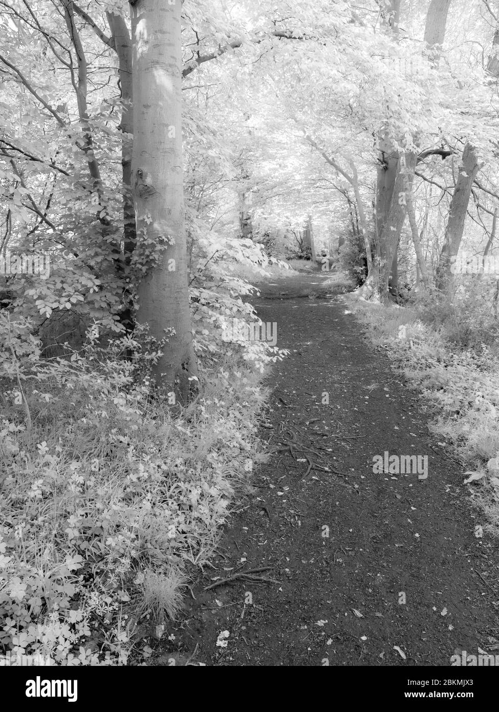 Black and White Magical Landscape, Grims Ditch, The Ridgeway National ...