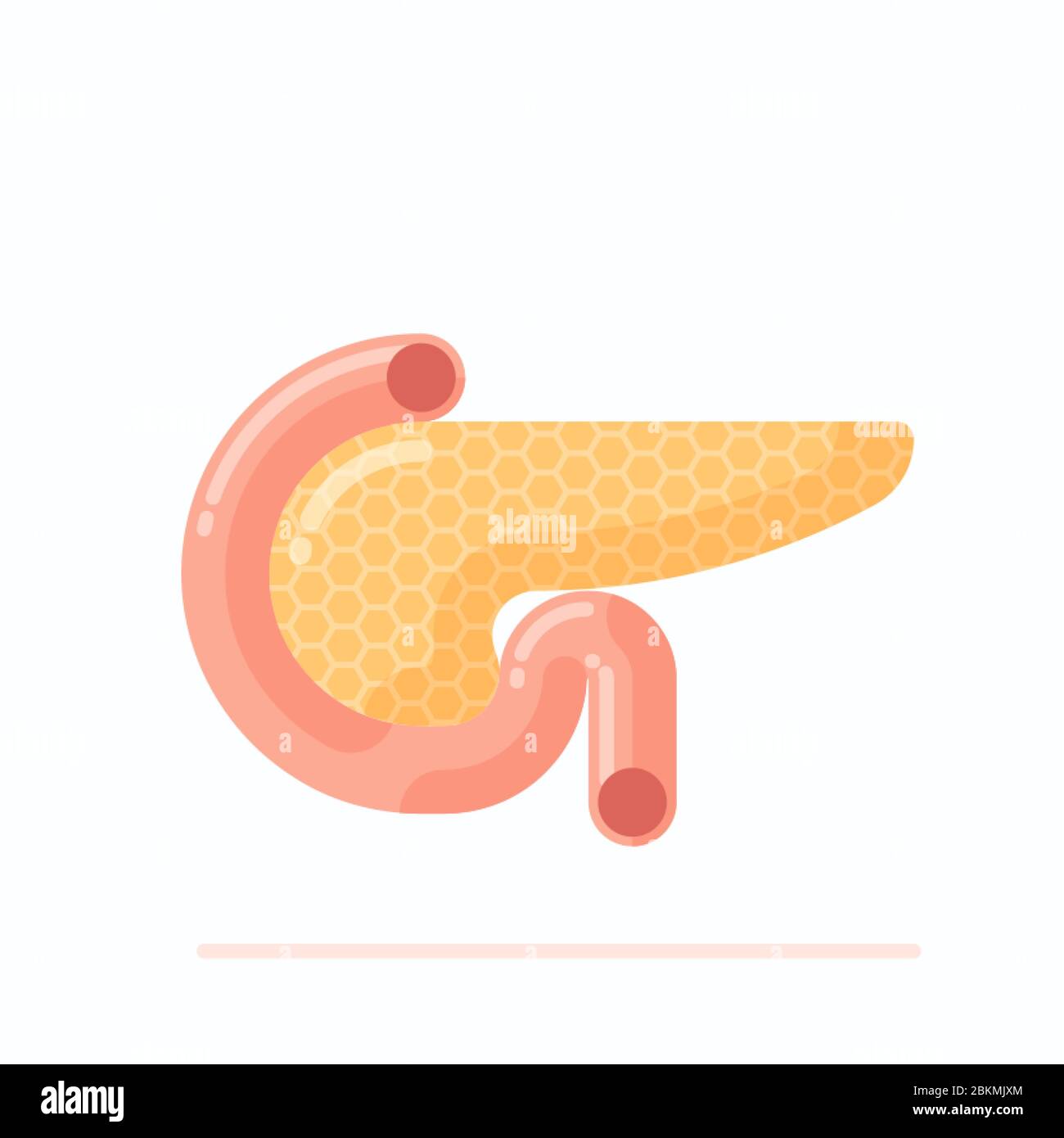 Cross section of human pancreas hi-res stock photography and images - Alamy