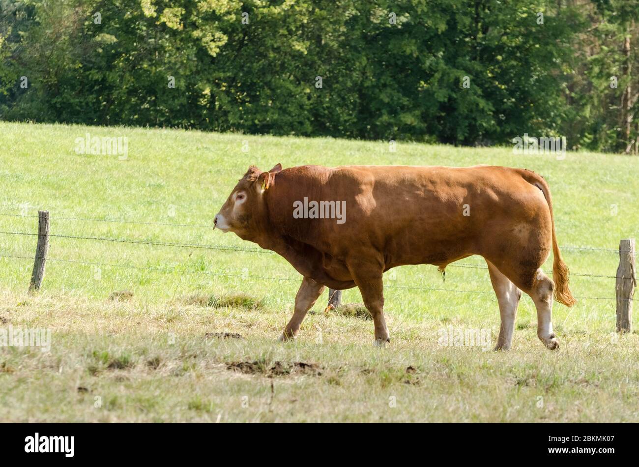 Bull, Bos Taurus, domestic cattle livestock on a pasture in the ...