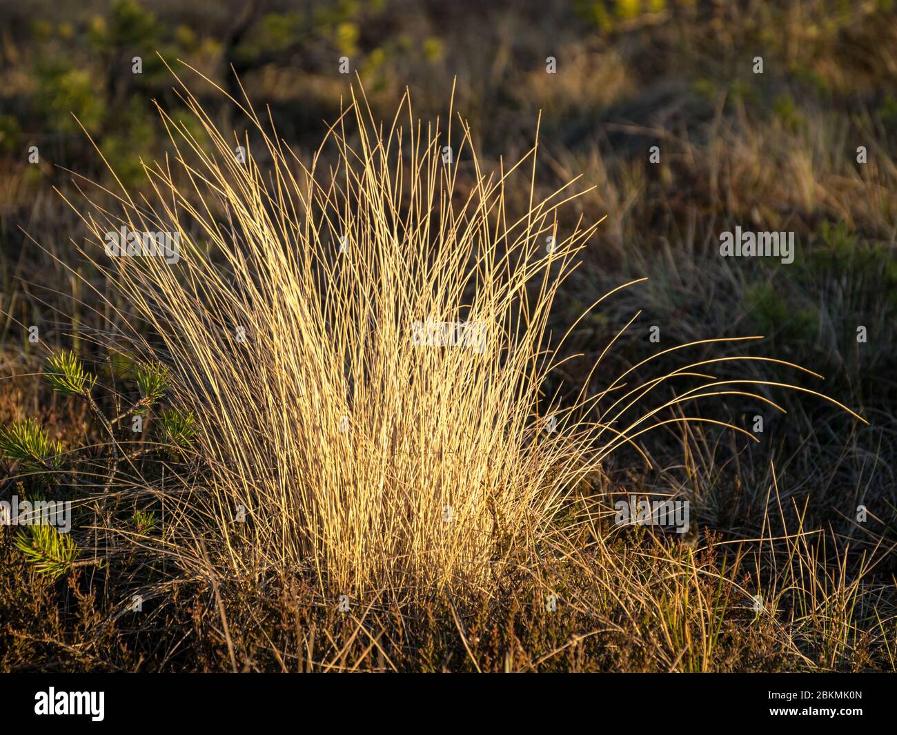 wild swamp image with bog vegetation, background image Madiesenu bog ...