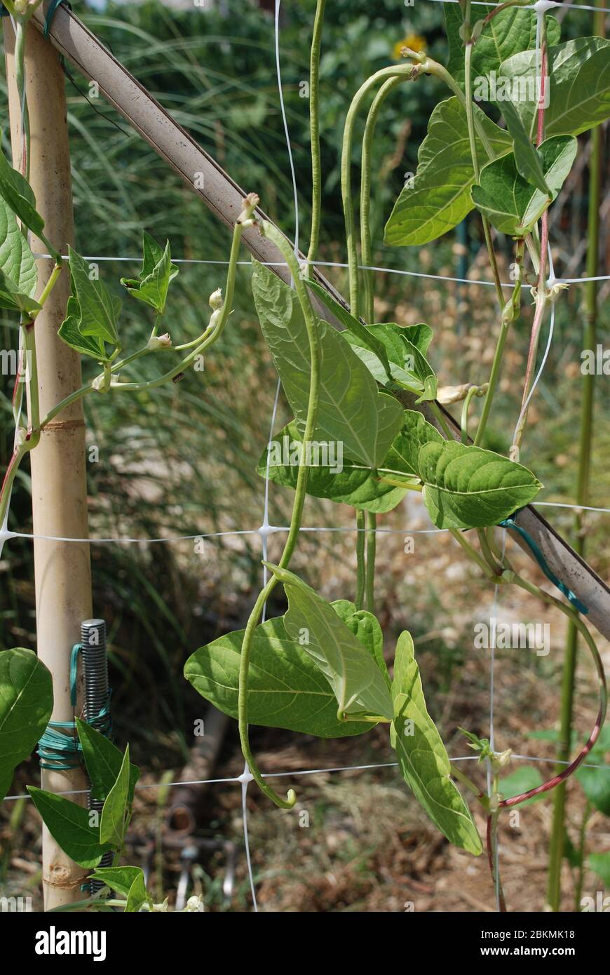 Snake bean plants hi-res stock photography and images - Alamy