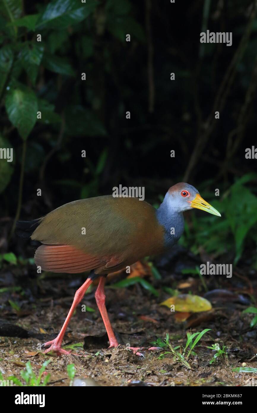 Gray-cowled Wood-rail (Aramides cajaneus). Lowland rainforest, La Selva ...