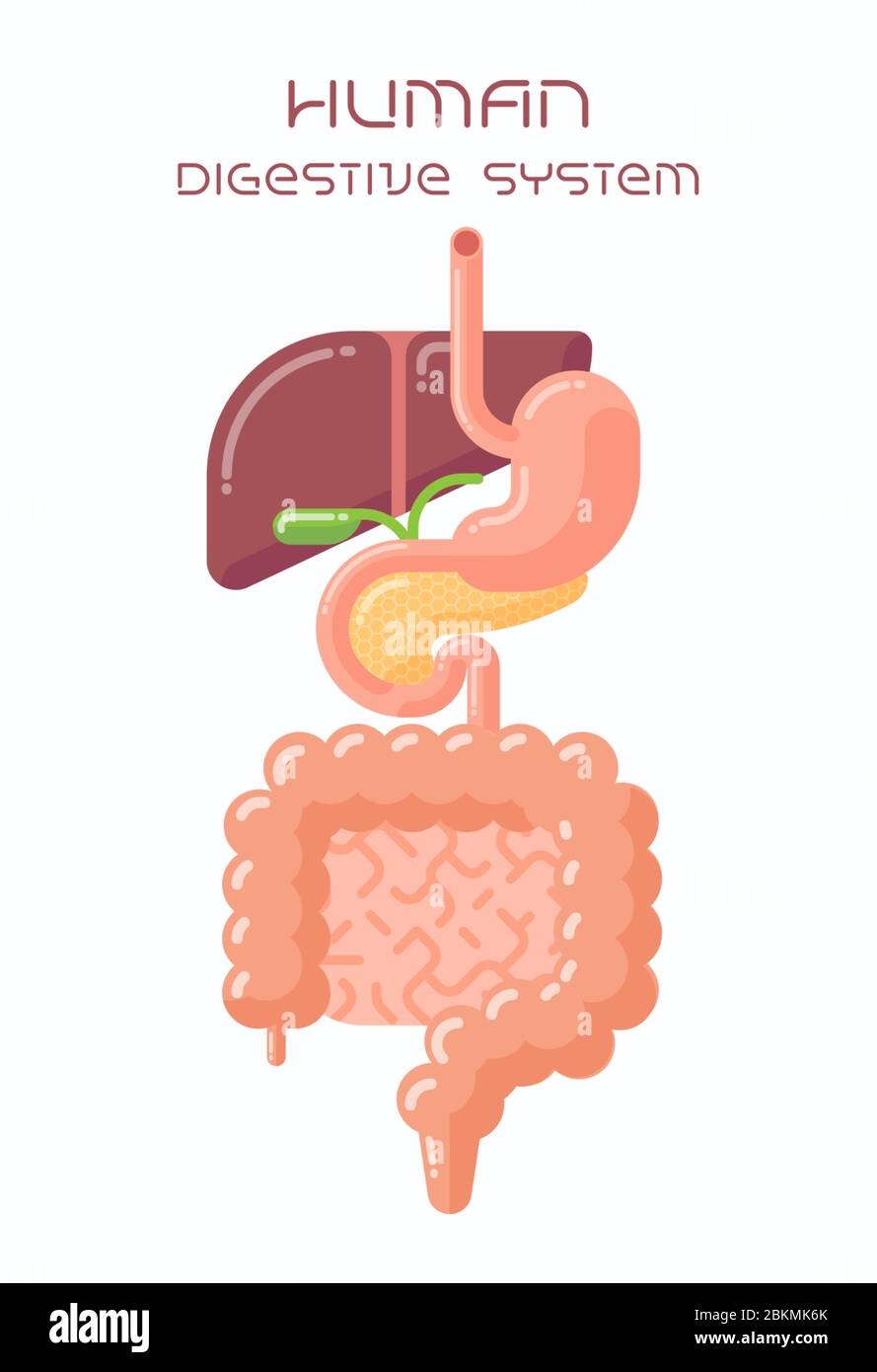 Digestive System Esophagus To Stomach