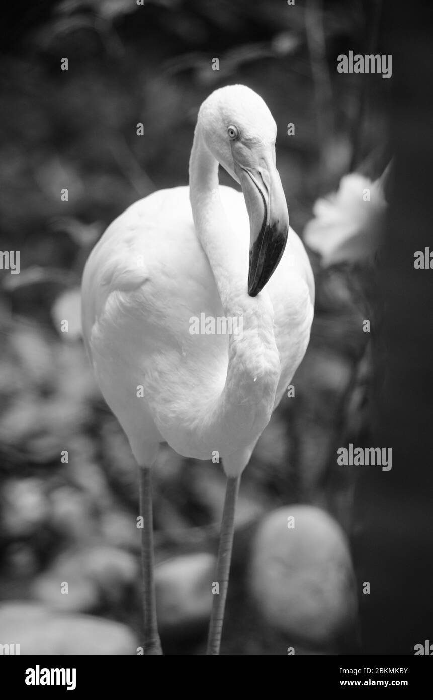 Green to pink Black and White Stock Photos & Images - Alamy