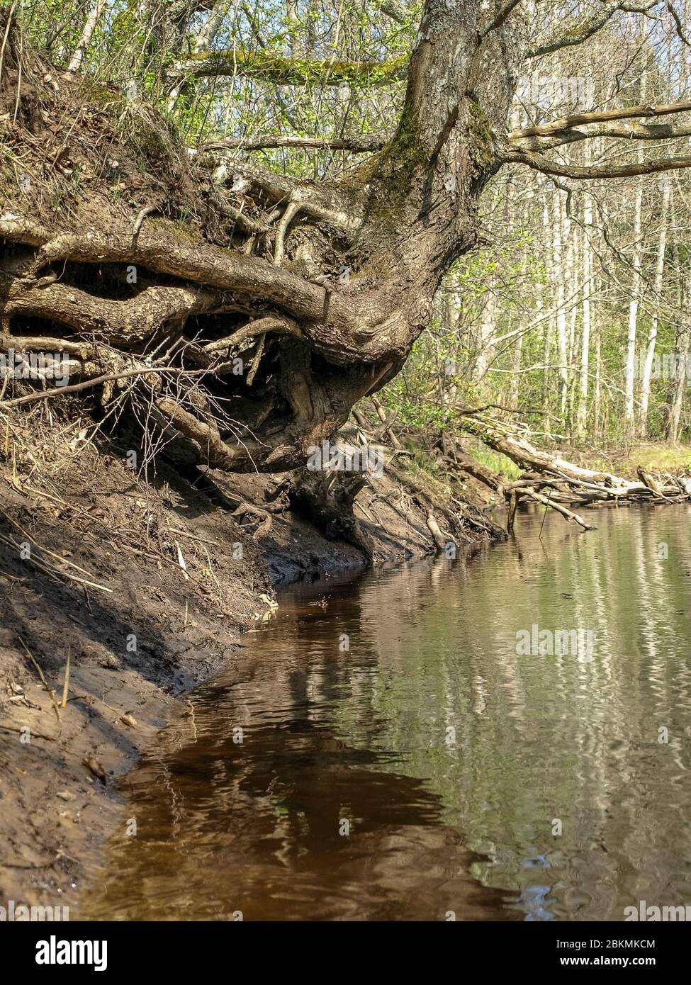 landscape with river bank, tree roots on the trunk of the river bank ...