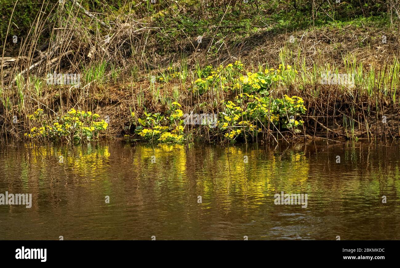 Plant with yellow petals.Group of Marsh Marigold (Caltha palustris ...
