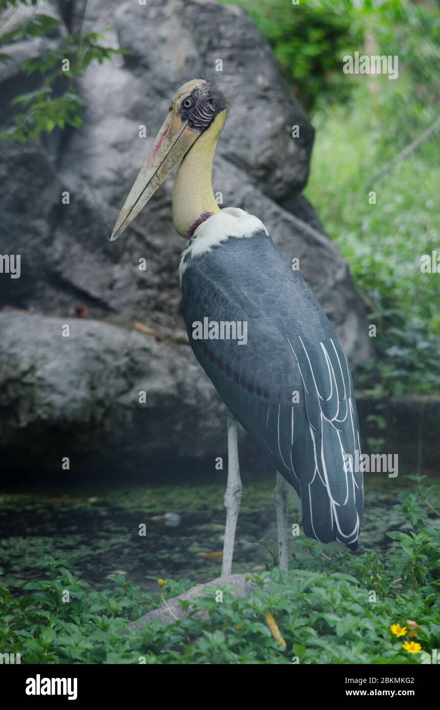 big bird is sitting on the tree and is ready to fly around the forest ...