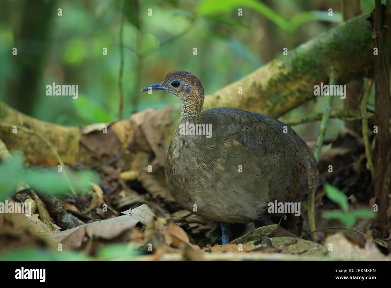 Great Tinamou (Tinamus major) in rainforest. Corcovado National Park ...