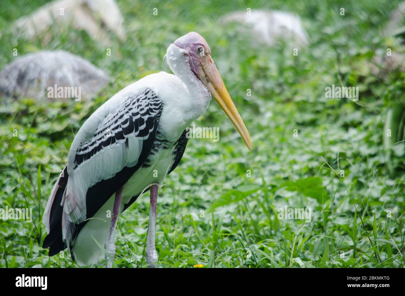 big bird is sitting on the tree and is ready to fly around the forest ...